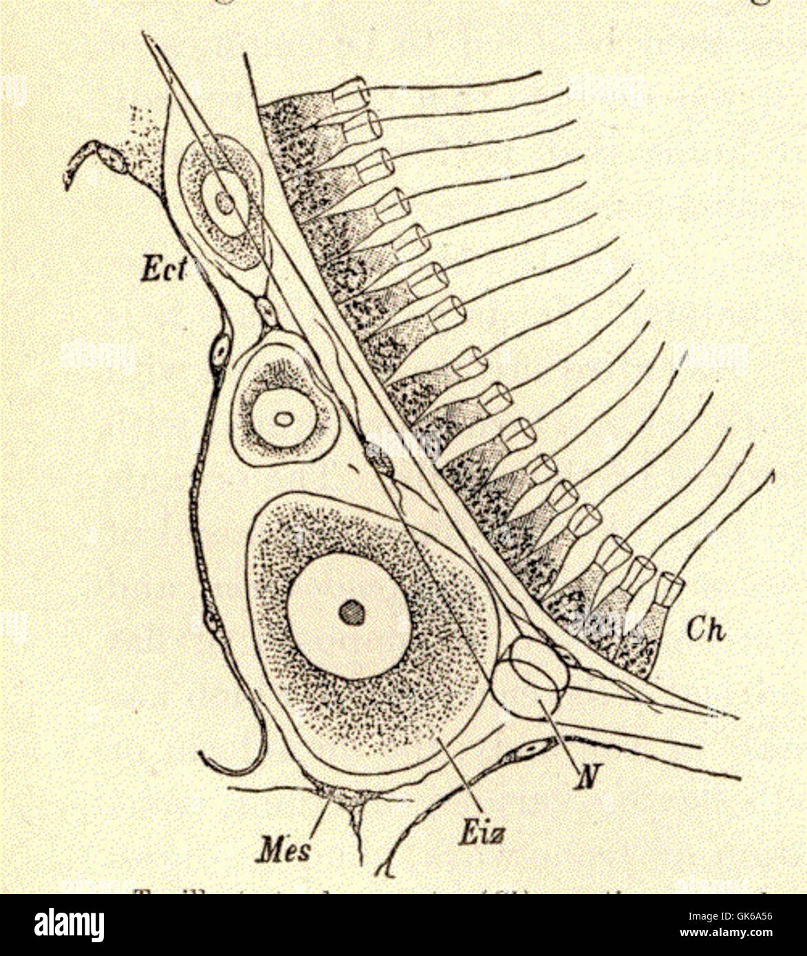 This illustration of sponges shows the internal structure, highlighting ...