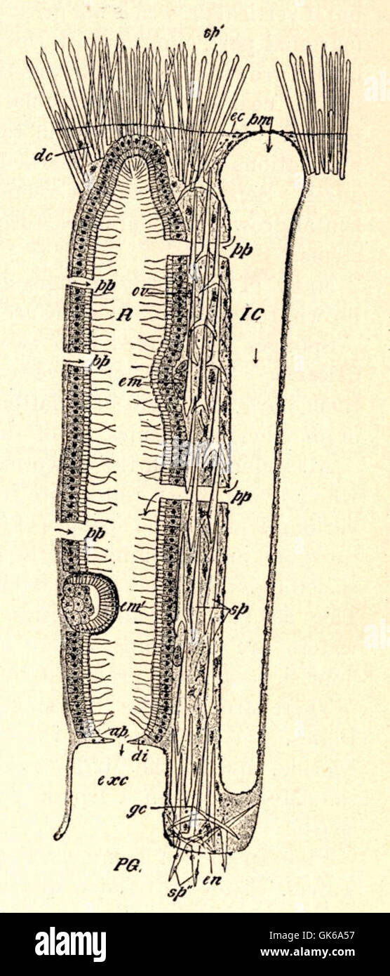 Cross Section Of Sycon