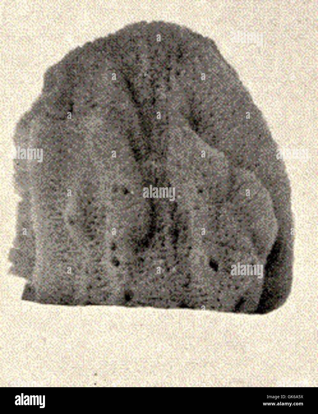 Hippospongia equina hi-res stock photography and images - Alamy