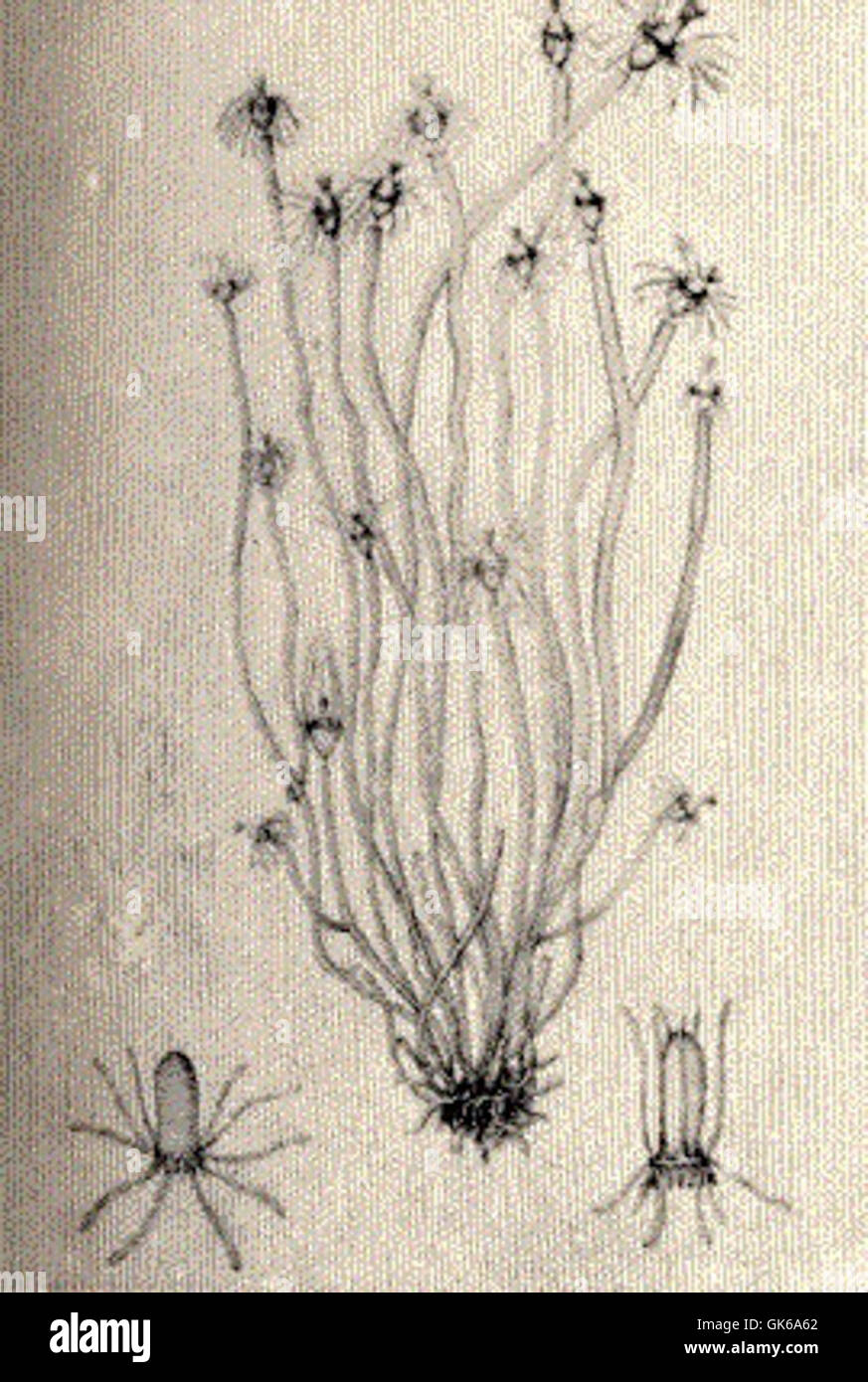 52539 Tubularia indivisa Stock Photo - Alamy