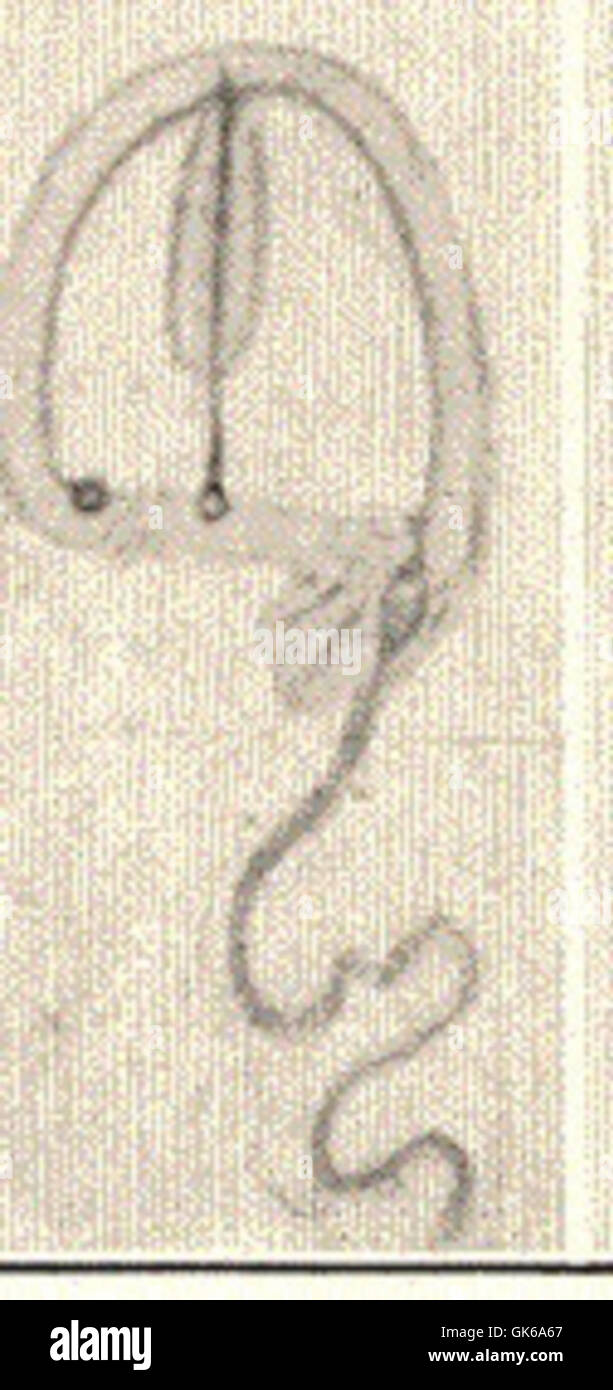 52542 Hybocodon prolifer Stock Photo - Alamy