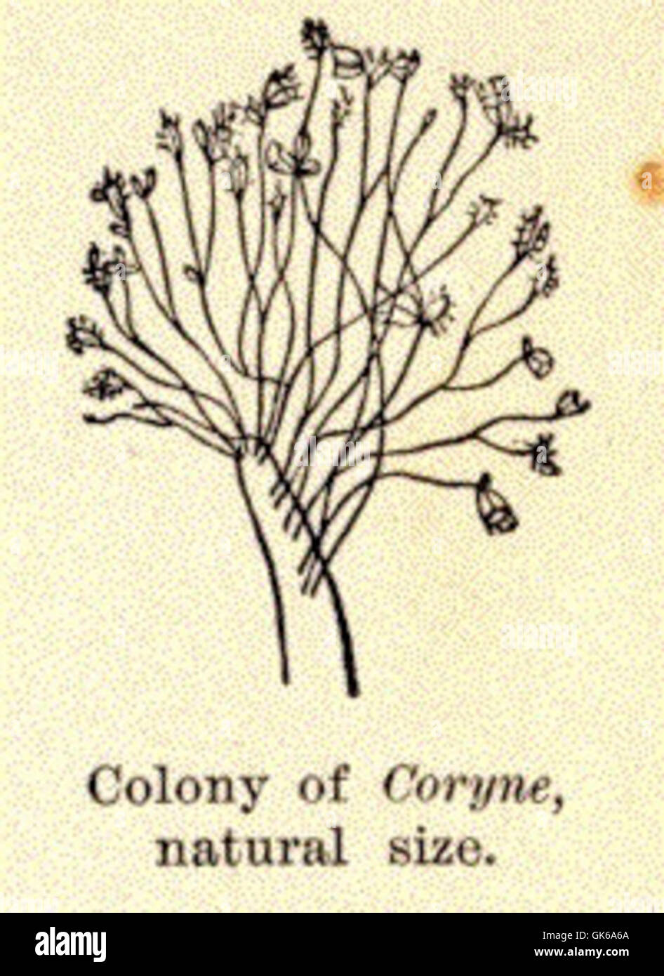 A colony of Coryne, a genus of marine invertebrates, thrives in its ...