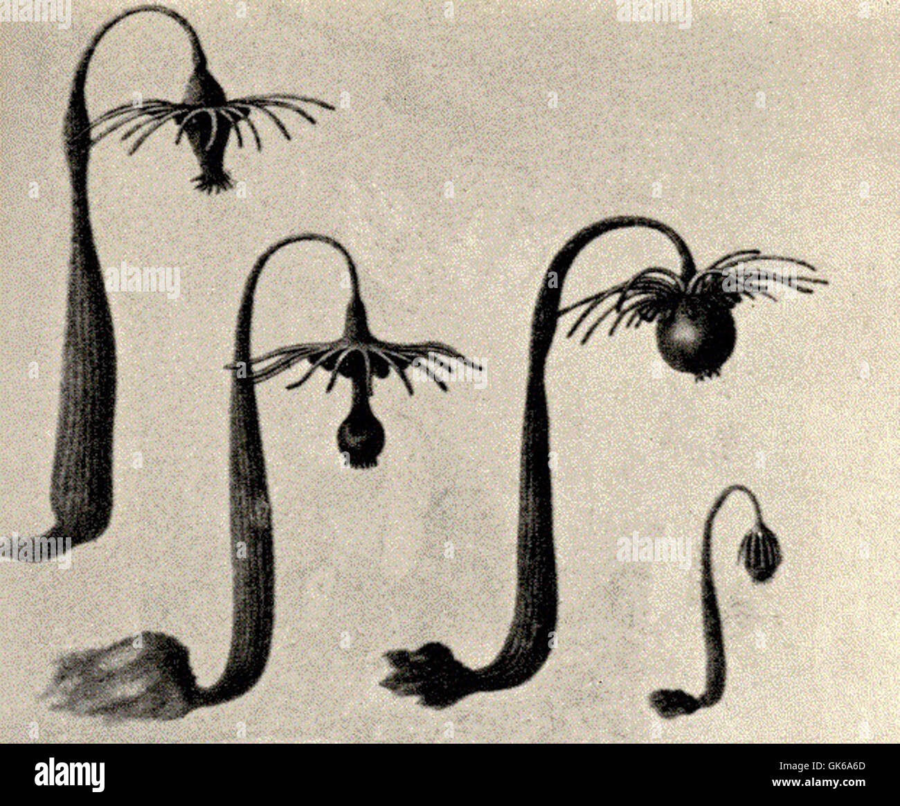 Corymorpha pendula hi-res stock photography and images - Alamy