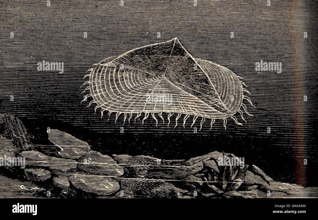 Vellela hi-res stock photography and images - Alamy