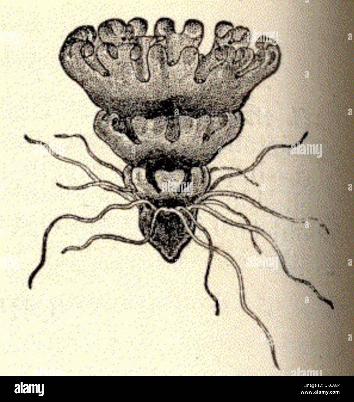 Jellyfish life cycle hi-res stock photography and images - Alamy
