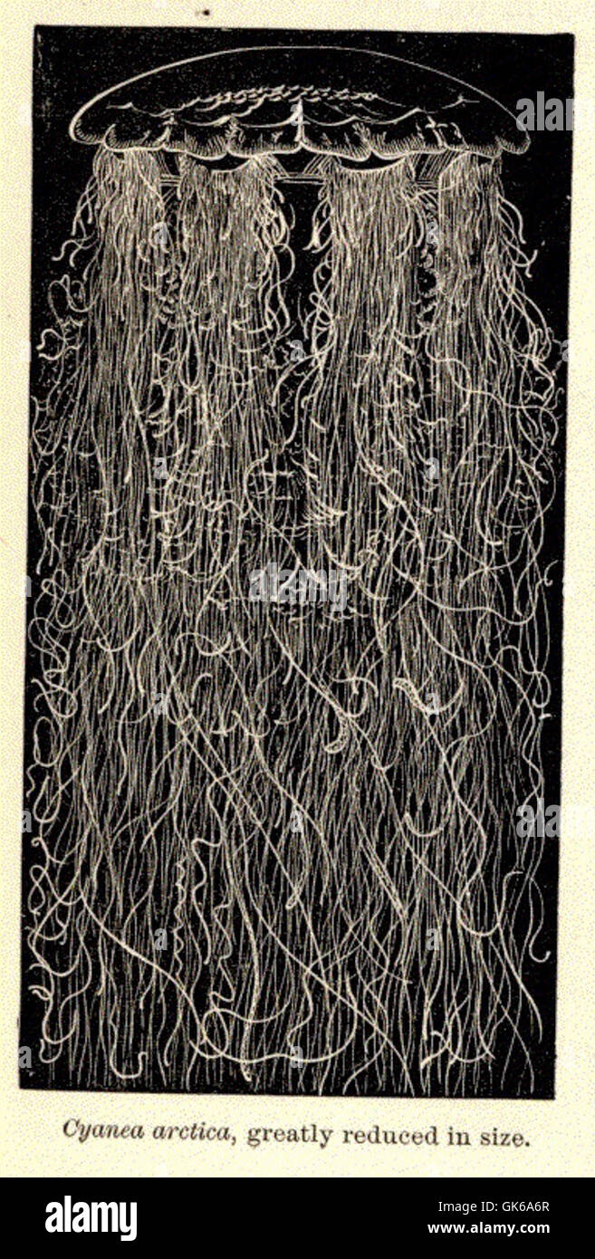 Cyanea arctica hi-res stock photography and images - Alamy