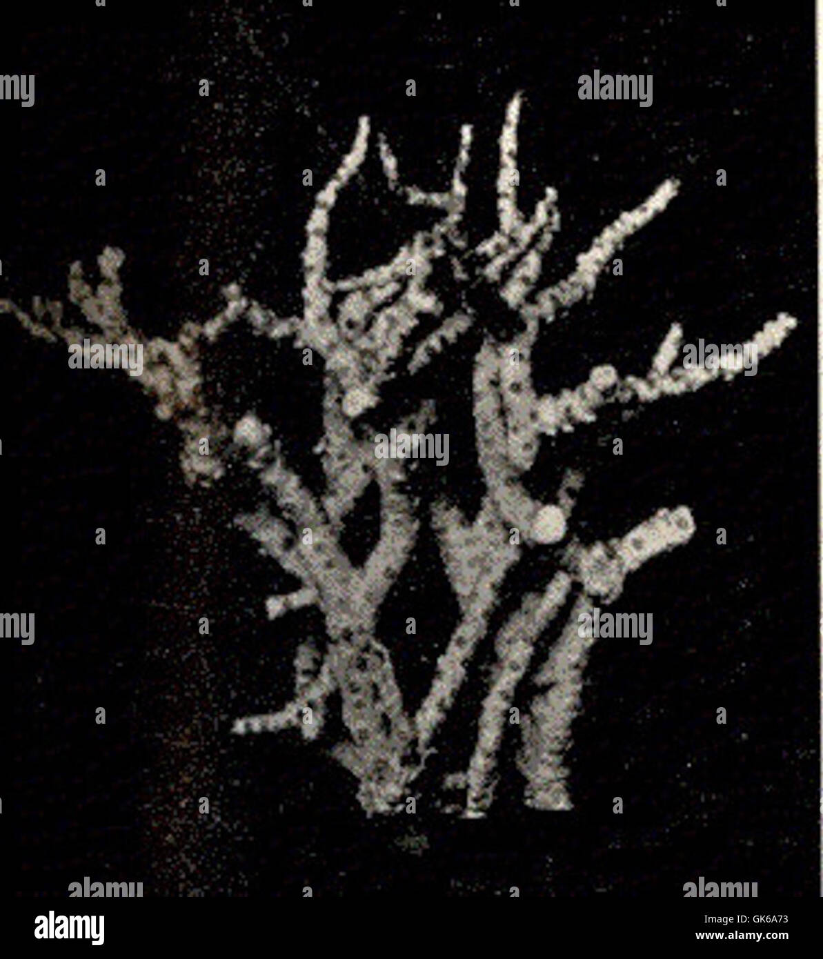 Oculina hi-res stock photography and images - Alamy