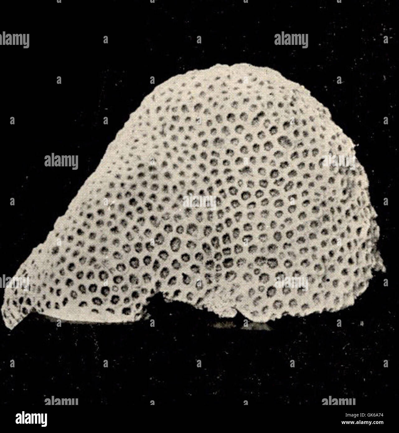 This image depicts Astraea argus, a species of marine gastropod ...