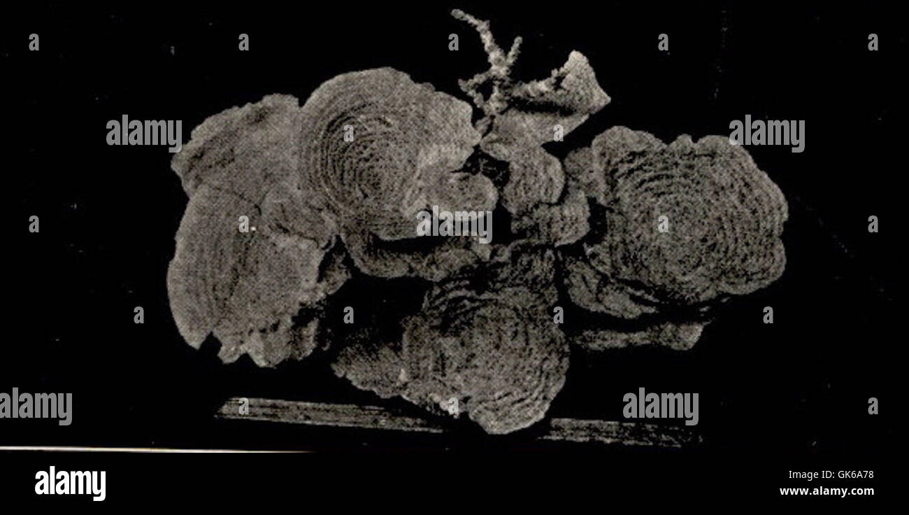 Mycedium hi-res stock photography and images - Alamy