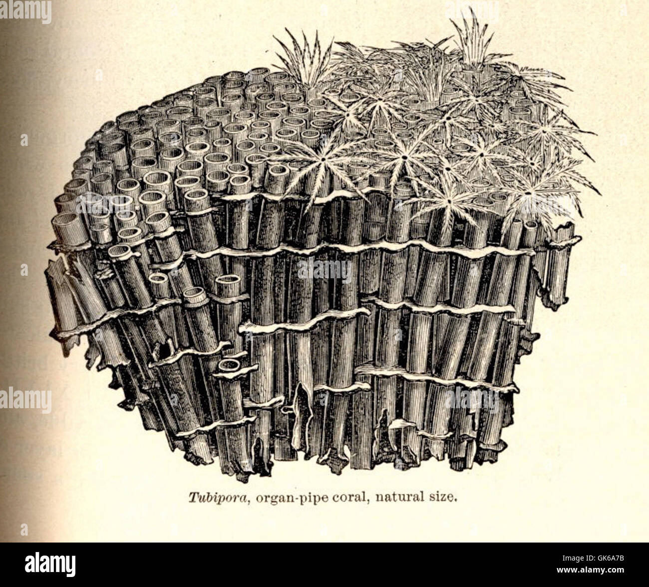 52570 Tubipora, organ-pipe coral Stock Photo - Alamy