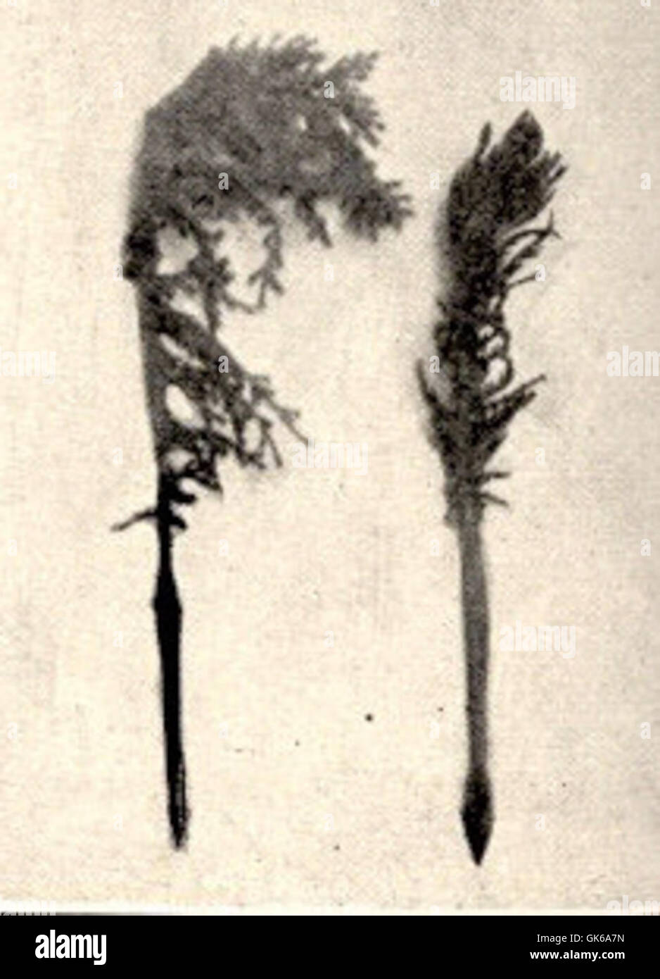 Pennatula borealis and P. aculeata are species of sea pens, marine ...