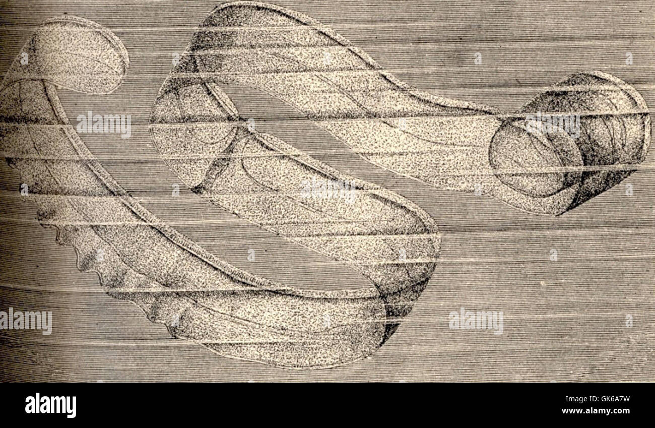 Venus' girdle comb jelly hi-res stock photography and images - Alamy