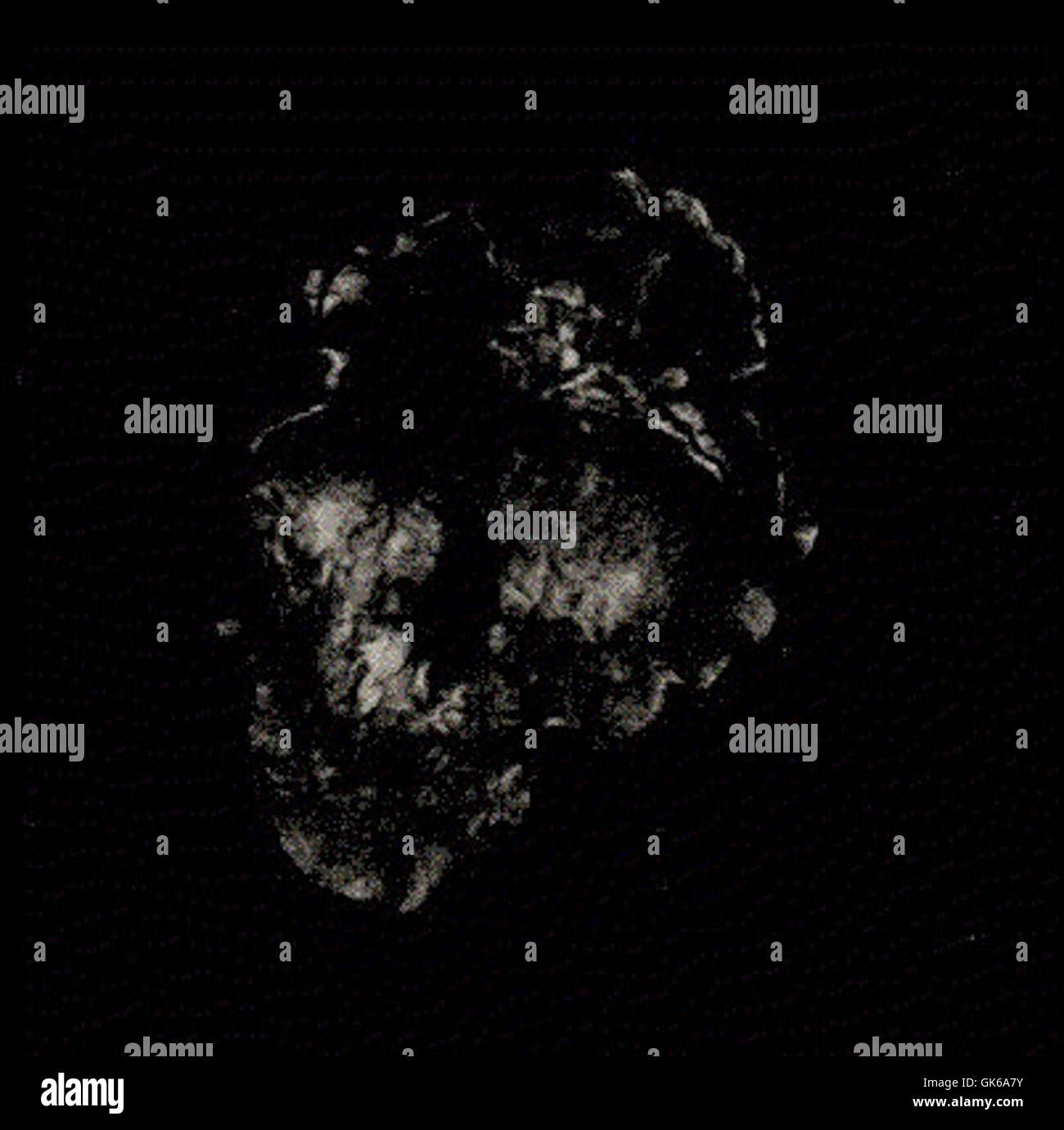 Polyclad worm, a flatworm species, known for its distinctive body shape ...