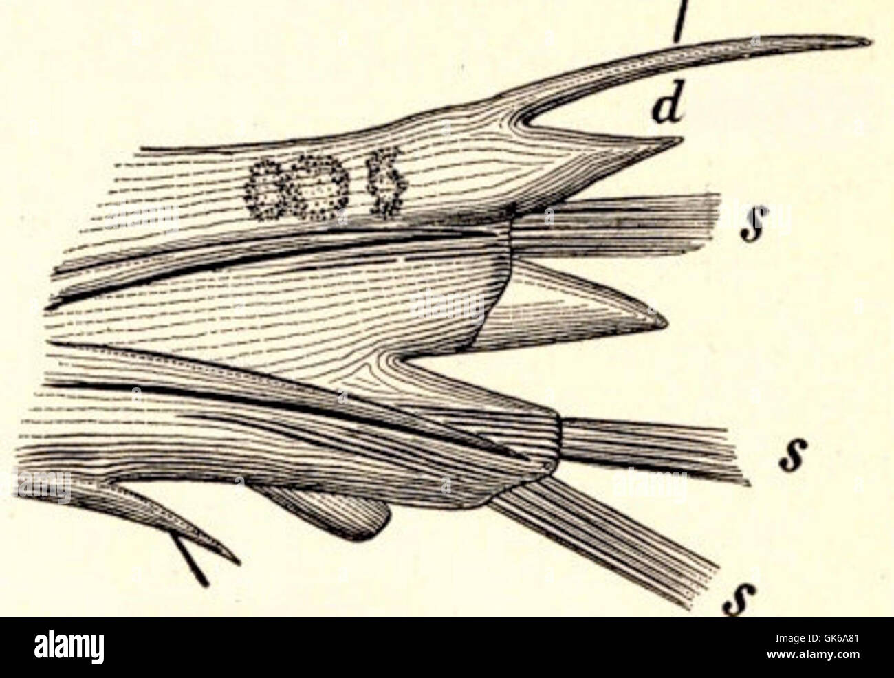 Parapodium hi-res stock photography and images - Alamy