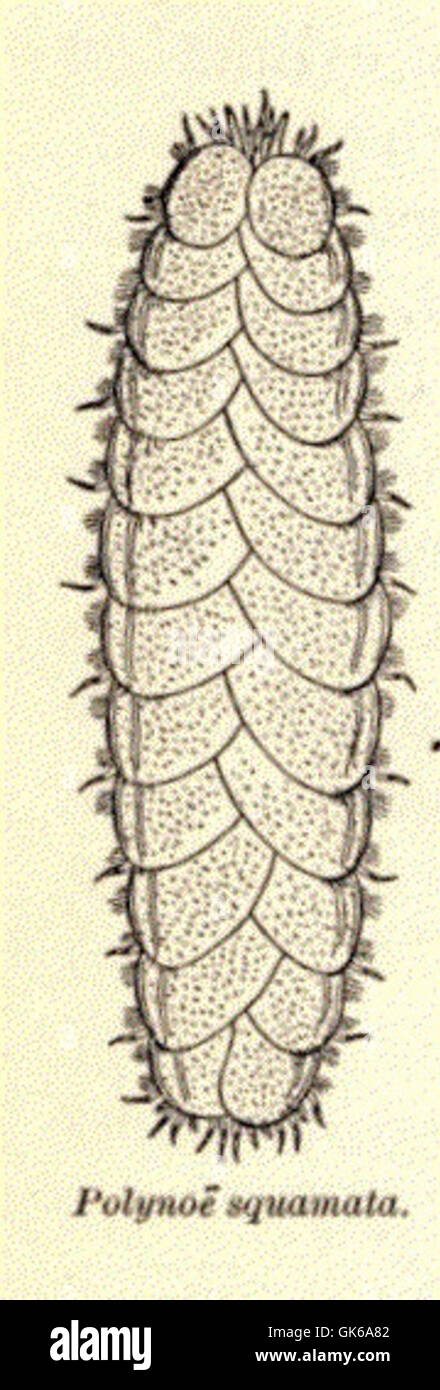 Polynoe hi-res stock photography and images - Alamy