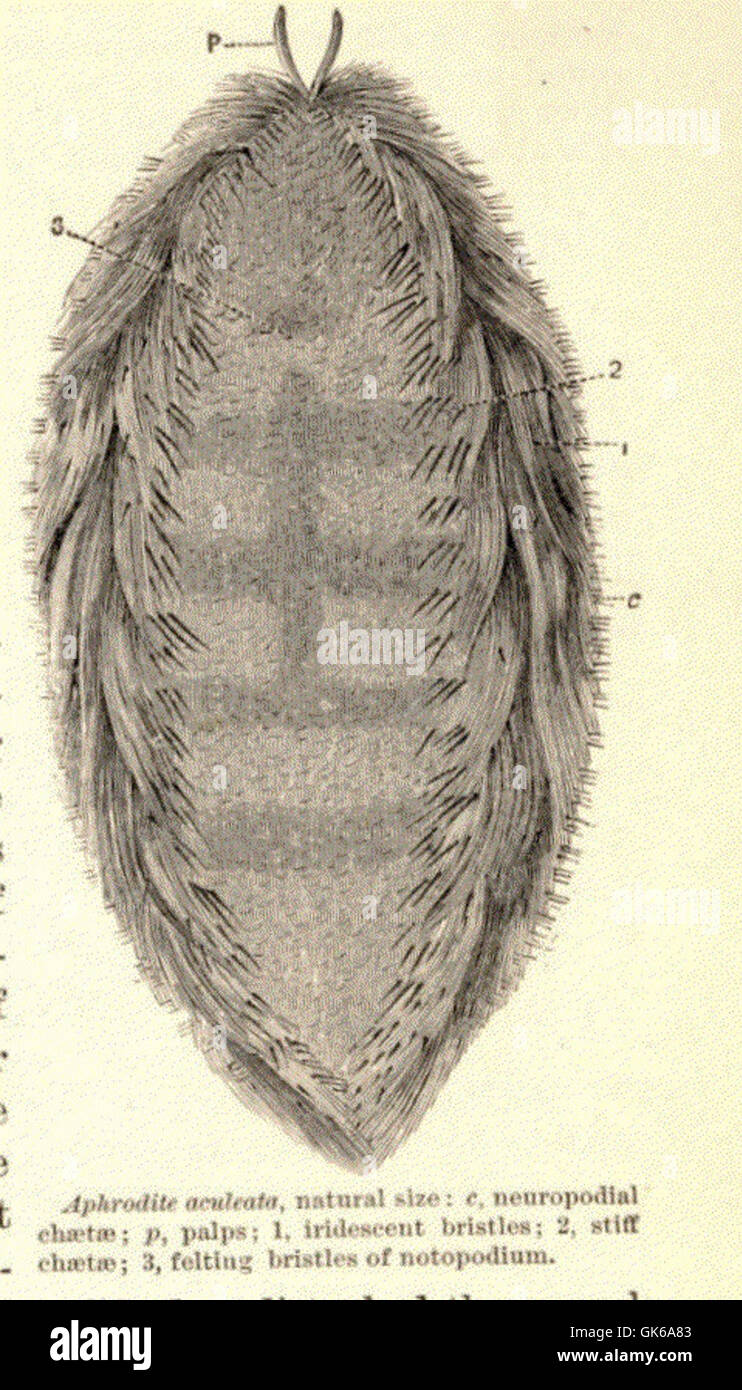 Chaetae hi-res stock photography and images - Alamy