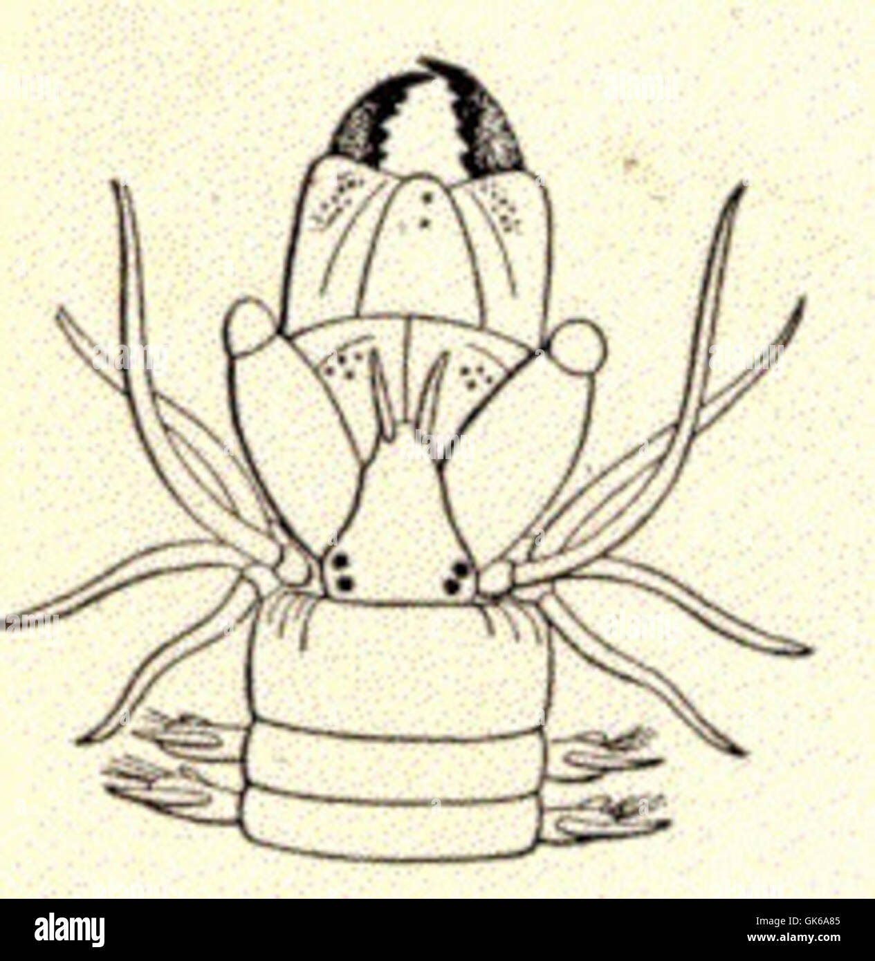 The head of Nereis pelogica, a species of polychaete worm, reveals its ...
