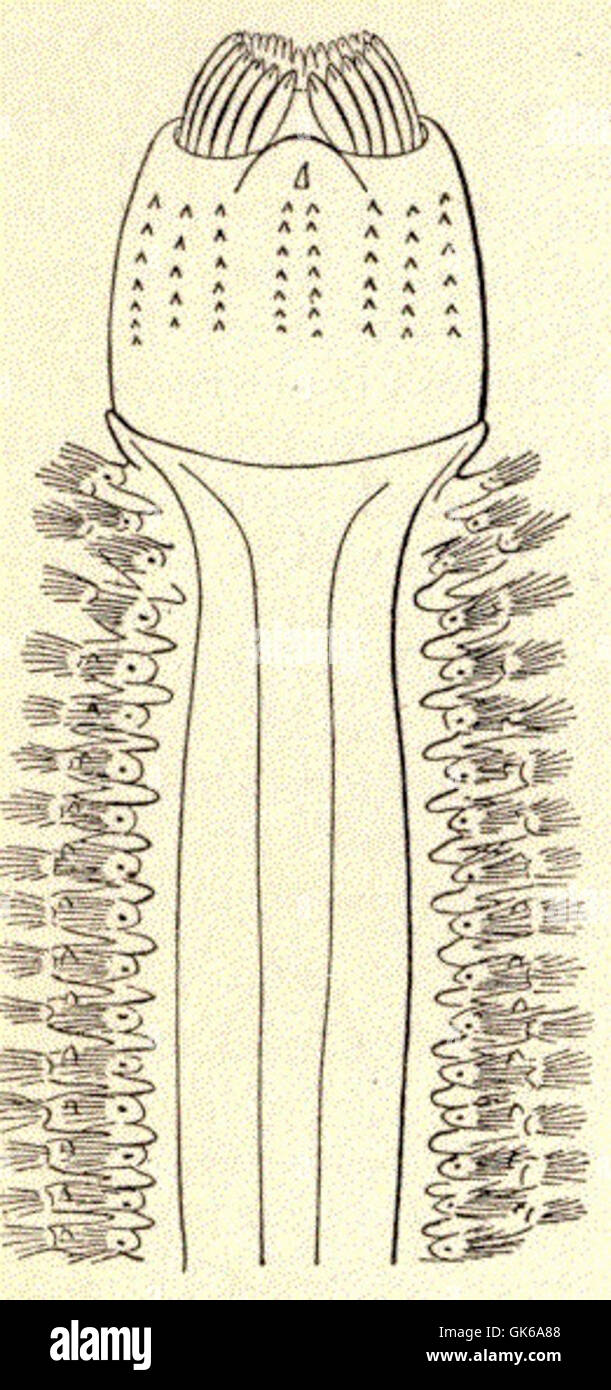 Nephthys ingens is a species of polychaete worm known for its large ...