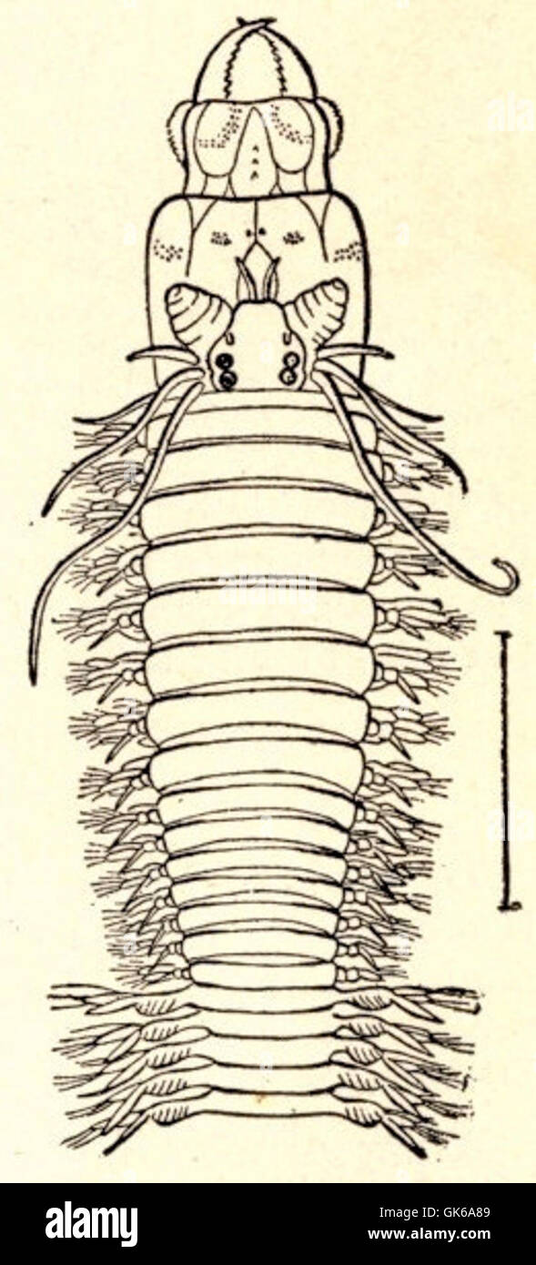 Proboscis worms hi-res stock photography and images - Alamy