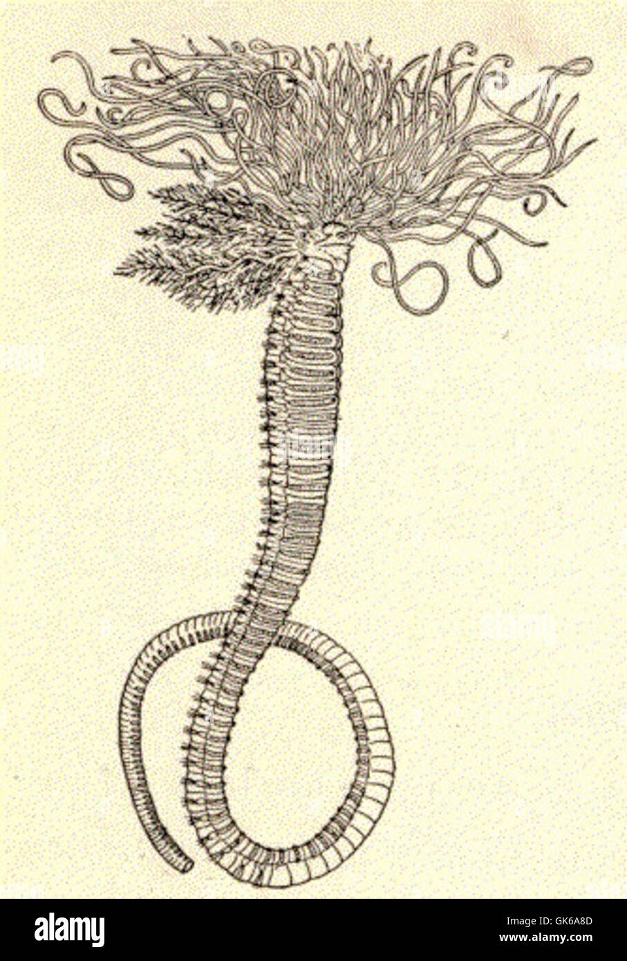 Polychaete diversity hi-res stock photography and images - Alamy