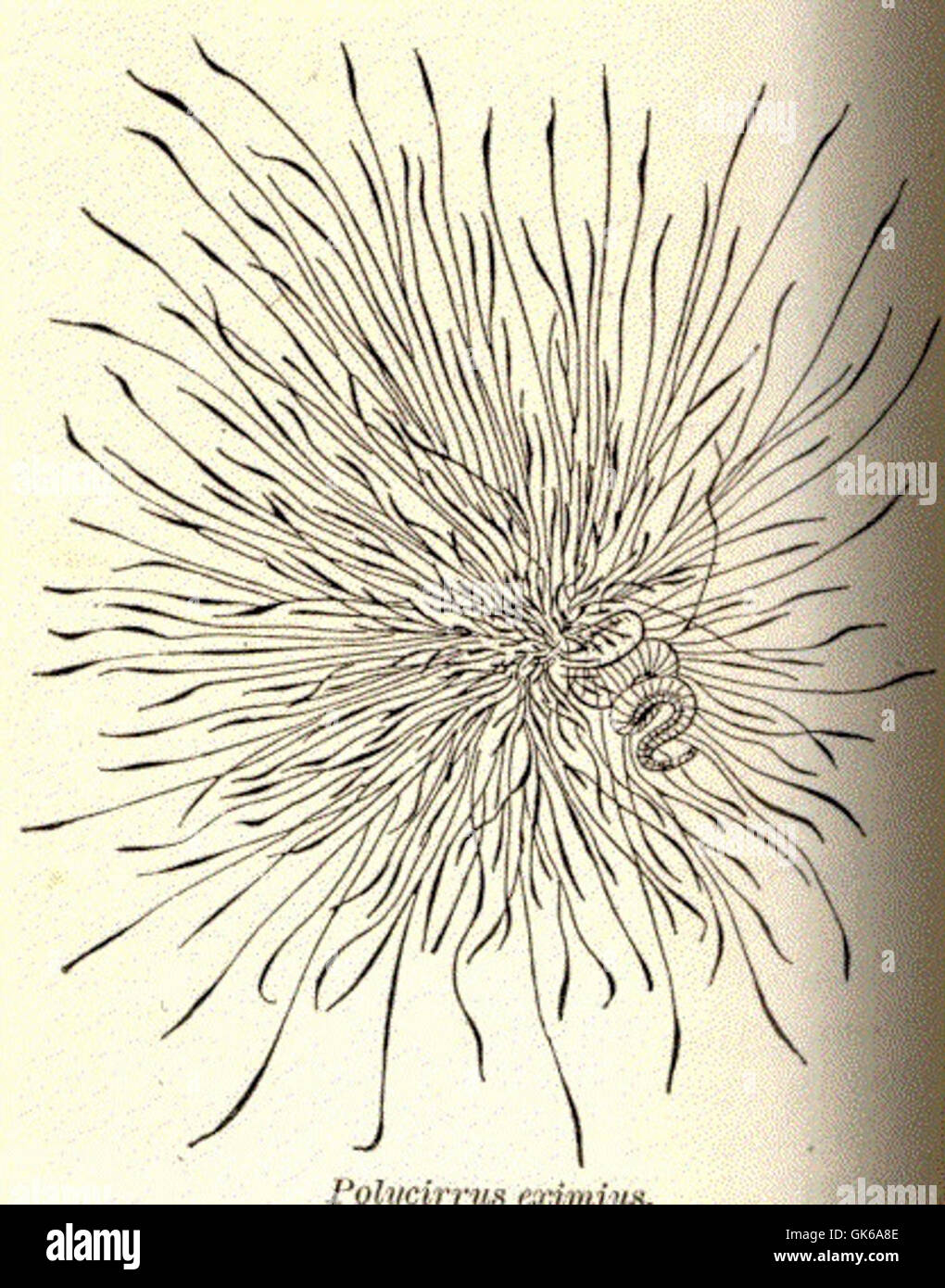 Polycirrus hi-res stock photography and images - Alamy