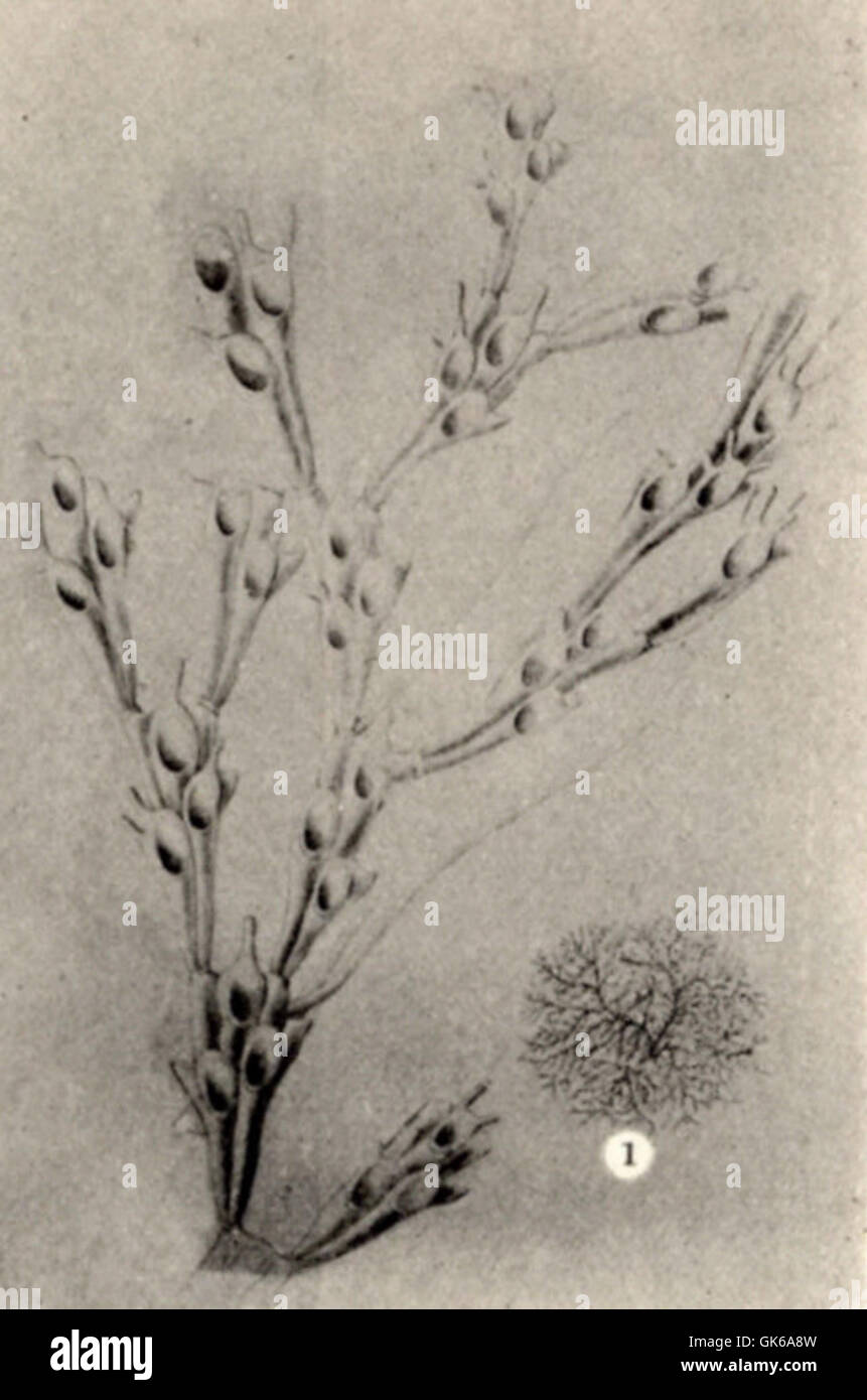 *Cellularia ternata* is a species of marine bryozoan found in shallow ...