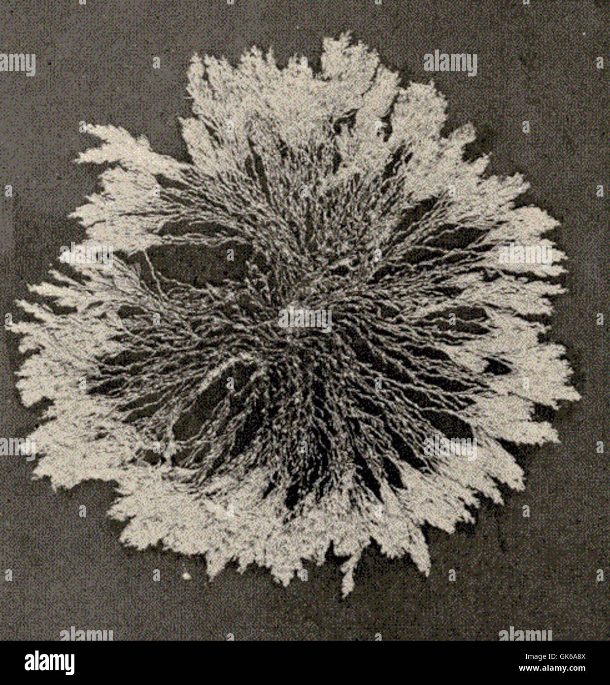 Turrita High Resolution Stock Photography and Images - Alamy