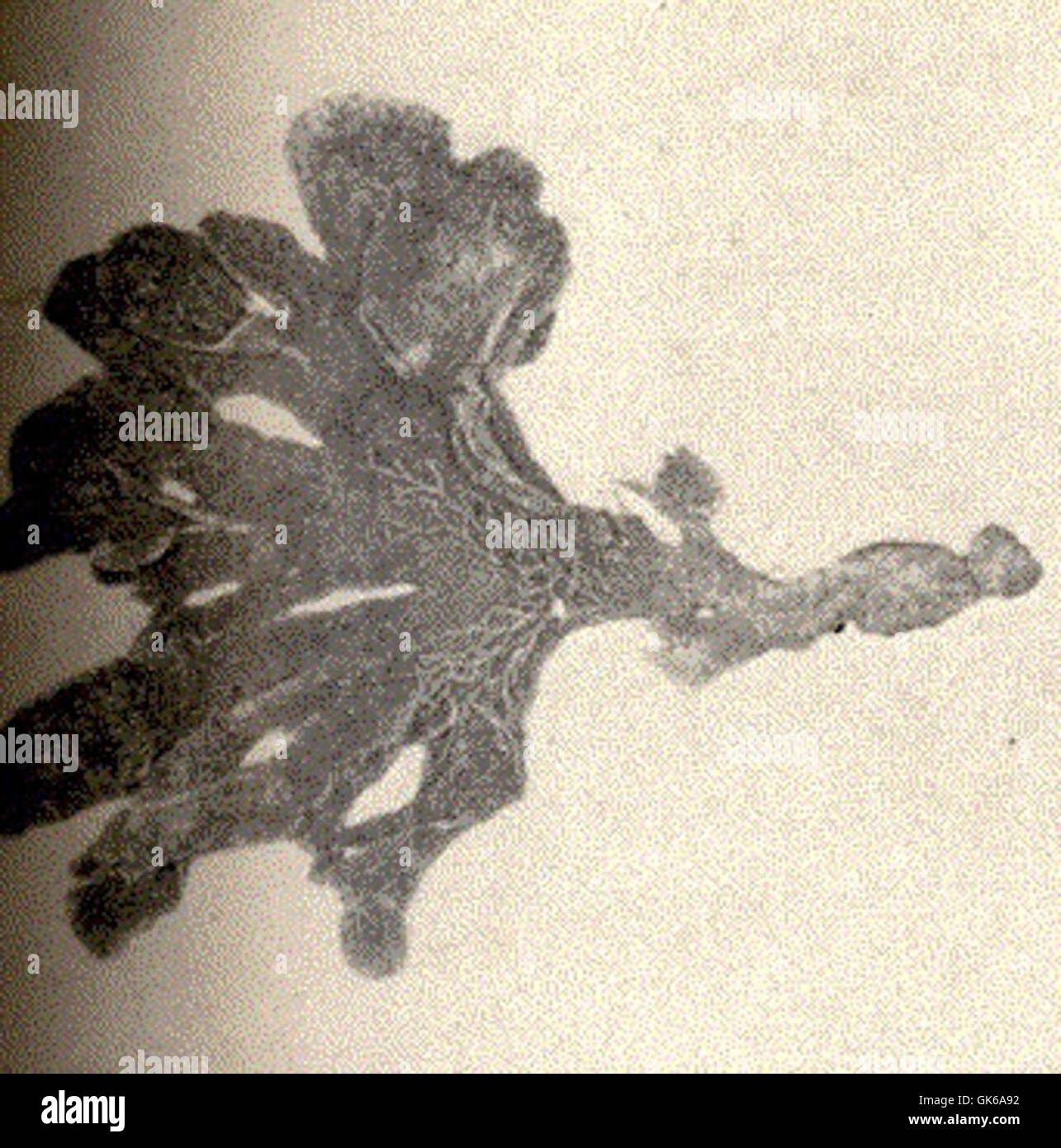 Bryozoan colonial hi-res stock photography and images - Alamy