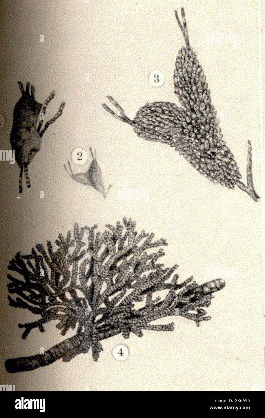 Various coral forms hi-res stock photography and images - Alamy