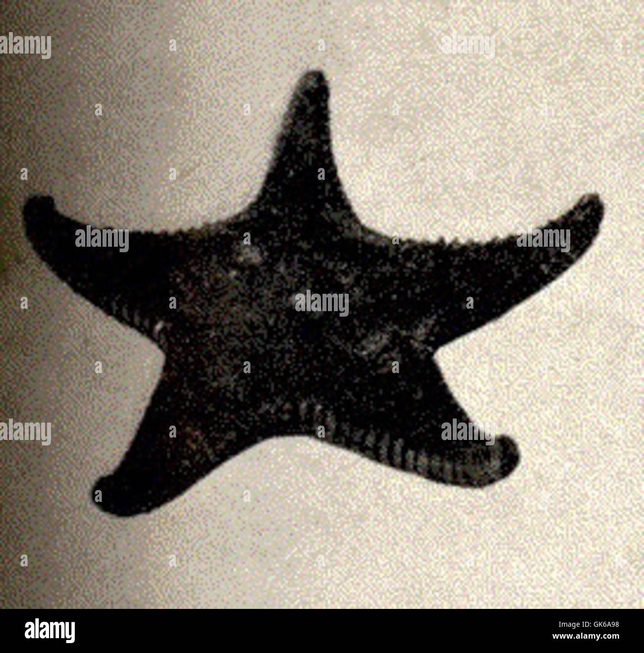 Deep sea cucumber species hi-res stock photography and images - Alamy
