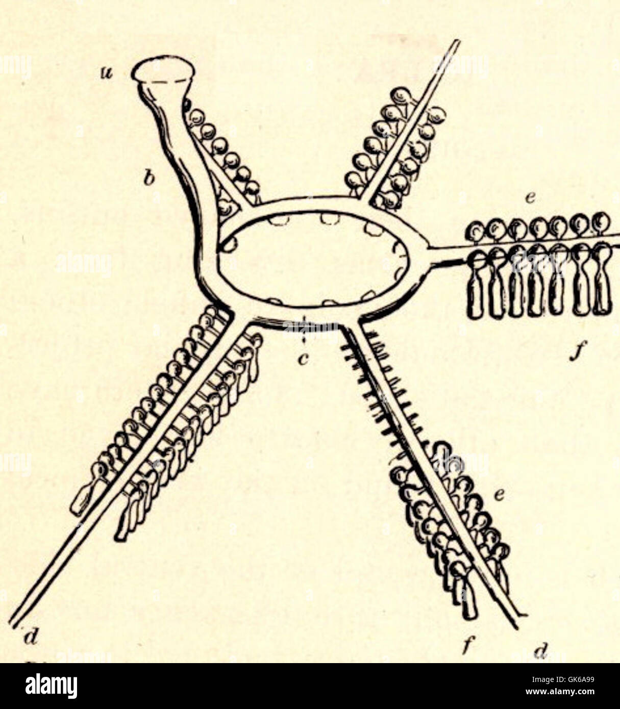 The diagram illustrates the water-vascular system of a starfish, a key ...