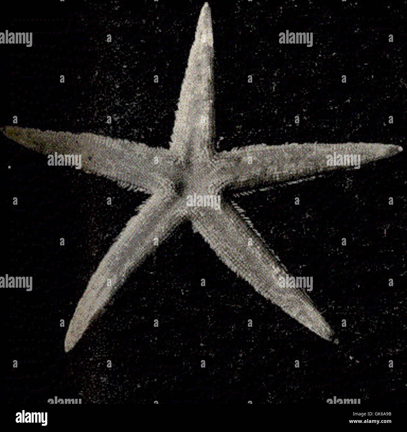 Luidia hi-res stock photography and images - Alamy