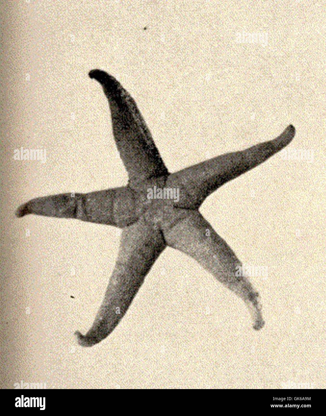 Cribrelia sanguinodenta is a species of polychaete worm found in marine ...