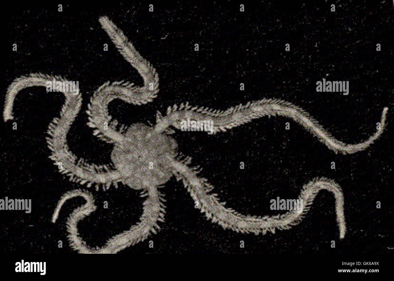 Ophiopholis aculeata hi-res stock photography and images - Alamy