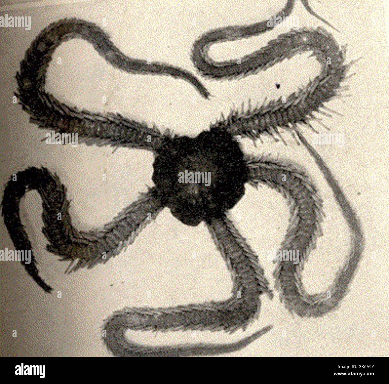 Ophiocoma High Resolution Stock Photography and Images - Alamy