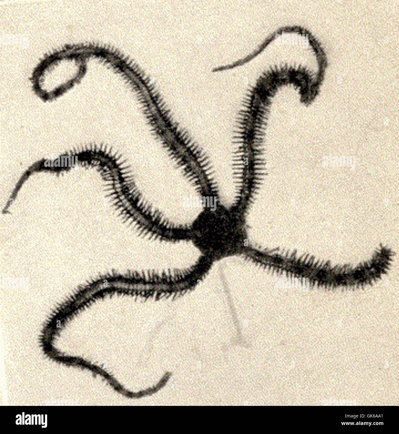 52632 Ophiocoma Alexandri Stock Photo - Alamy