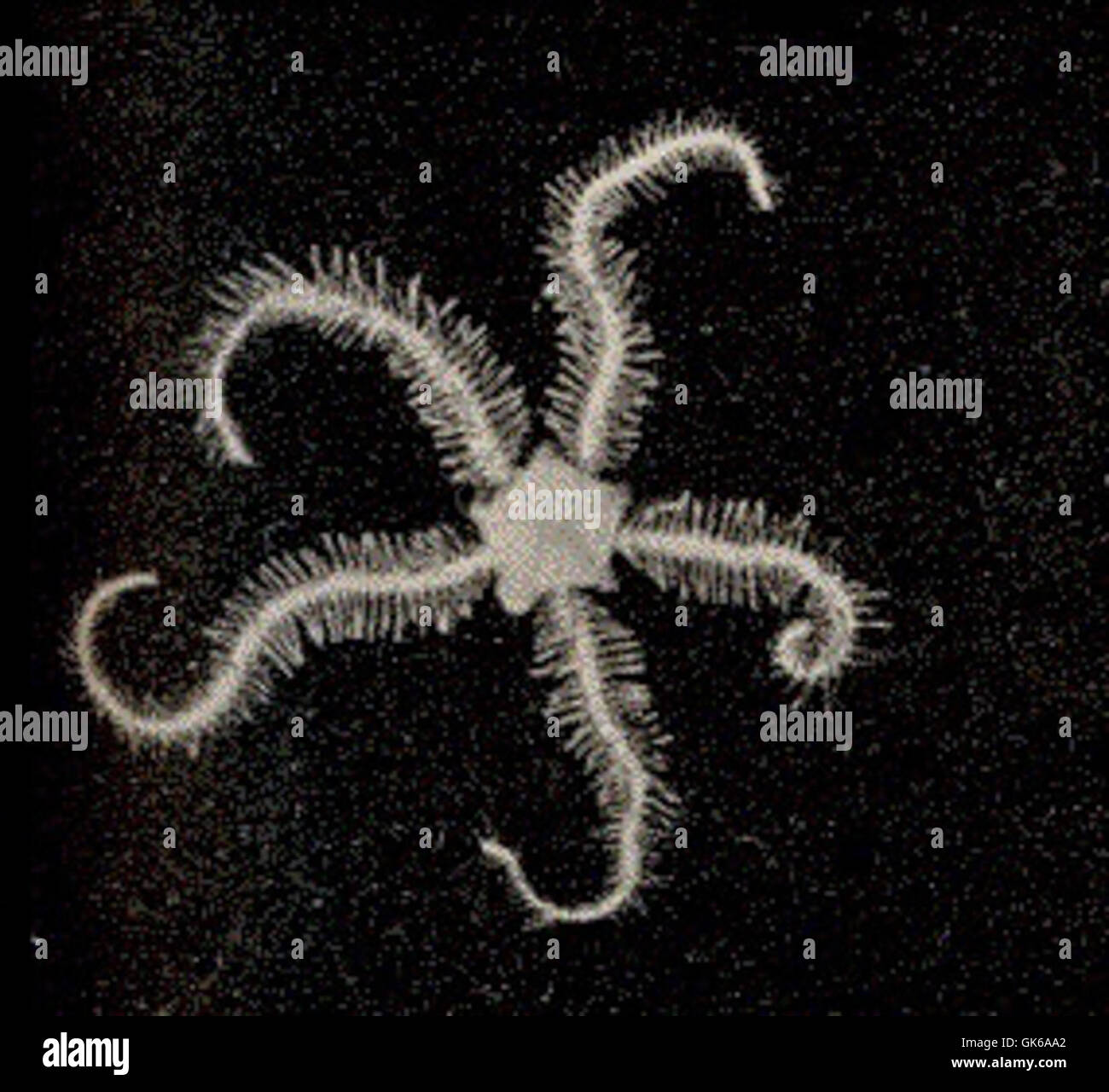 52633 Ophiothrix angulata Stock Photo - Alamy