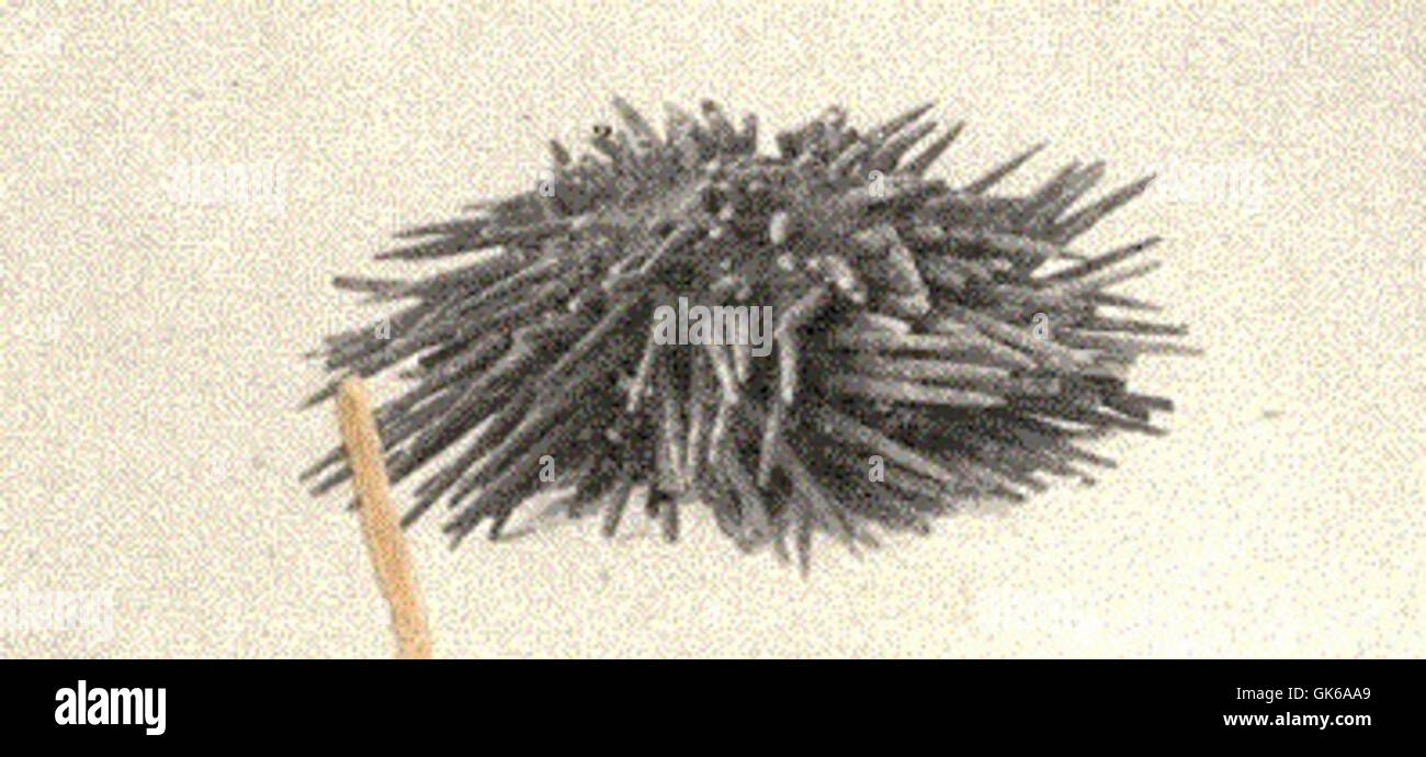 Arbacia Punctulata High Resolution Stock Photography and Images - Alamy