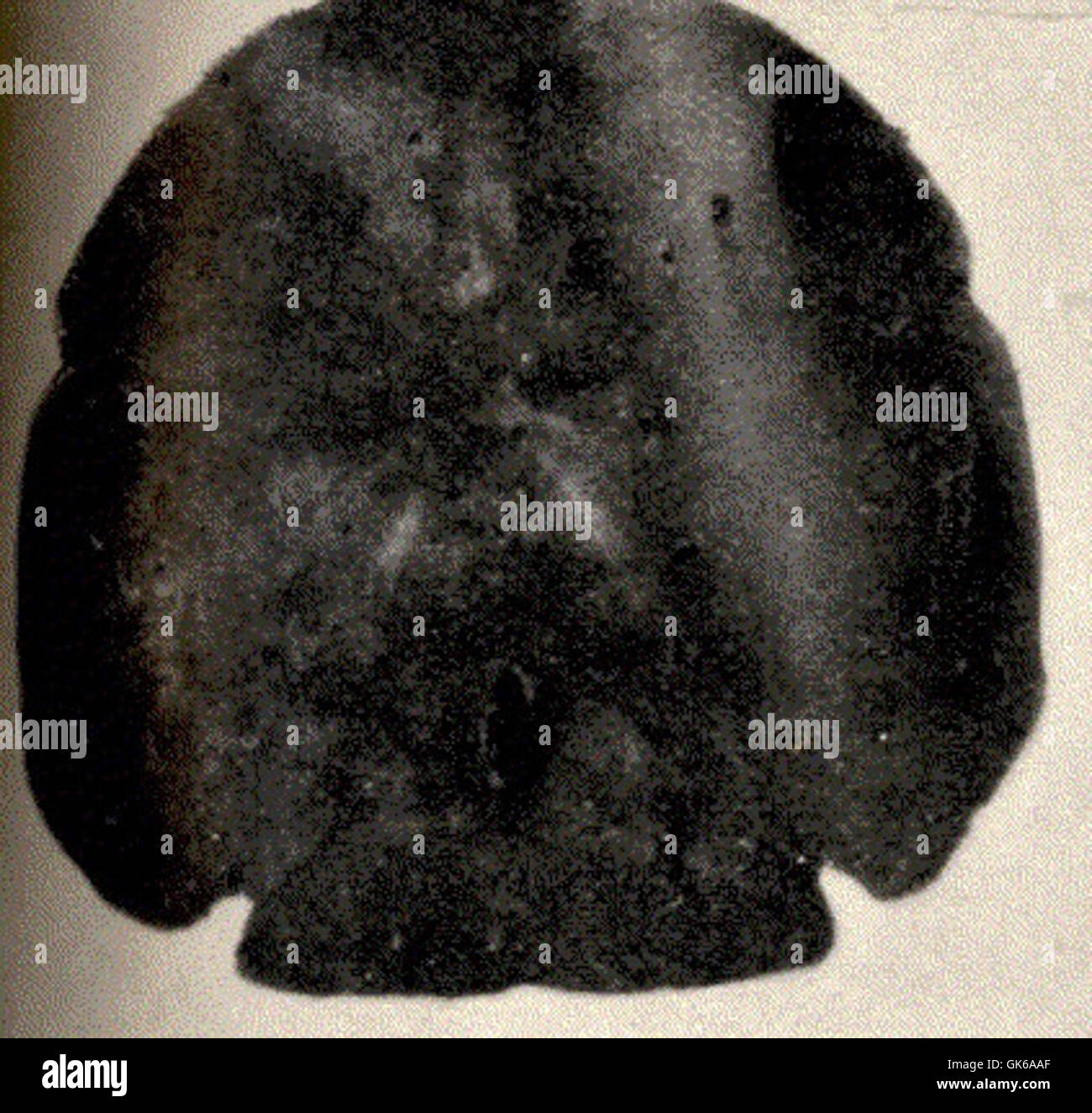 52645 Encope michellini Stock Photo - Alamy