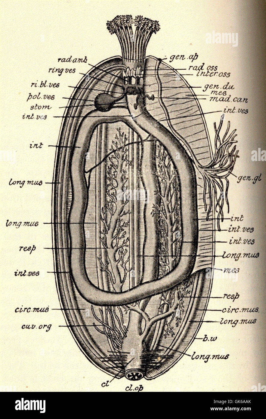 This image shows the internal organs of a Holothurian (sea cucumber ...