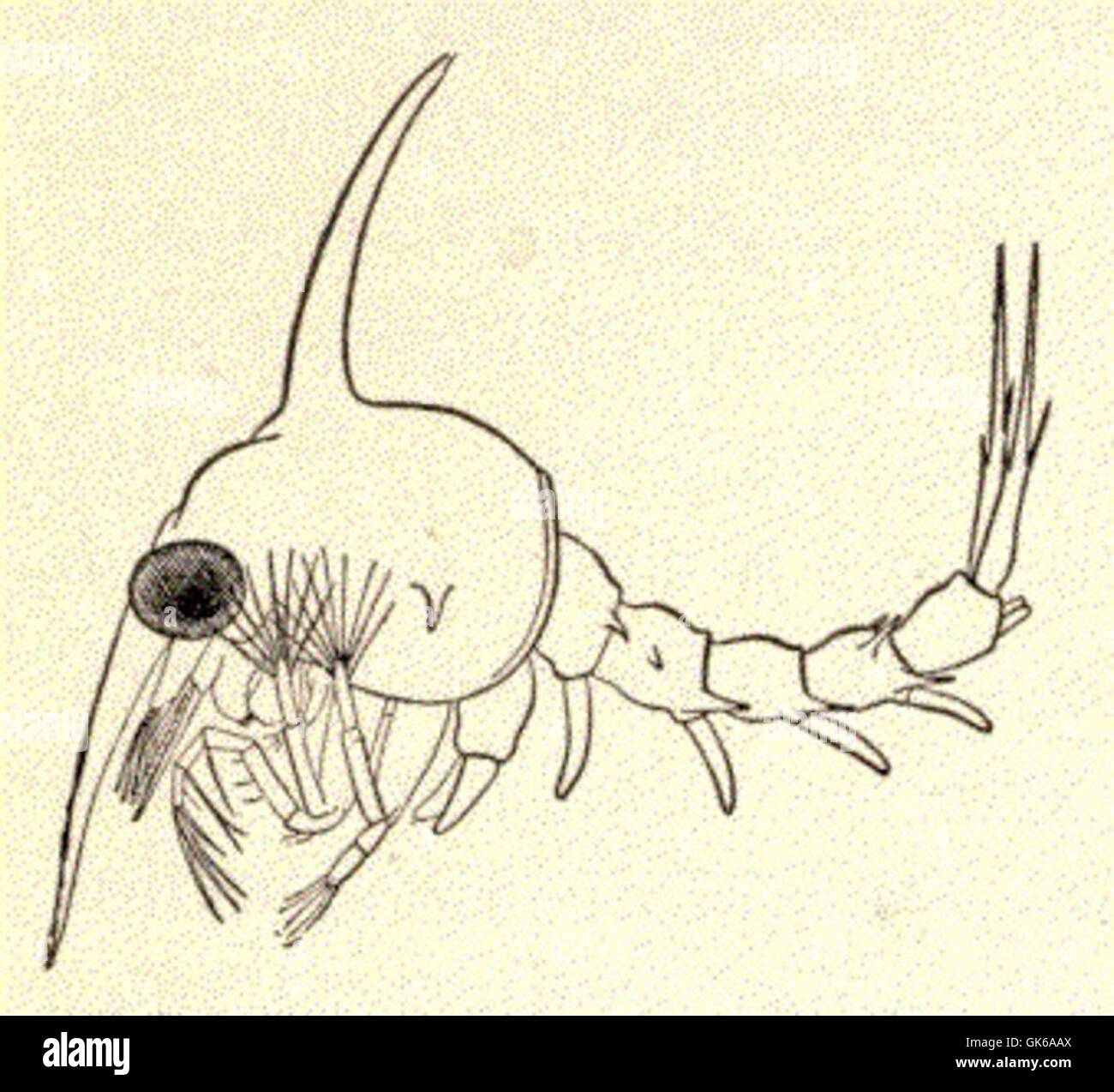 The zoea of Cancer irroratus is the larval stage of the common rock ...