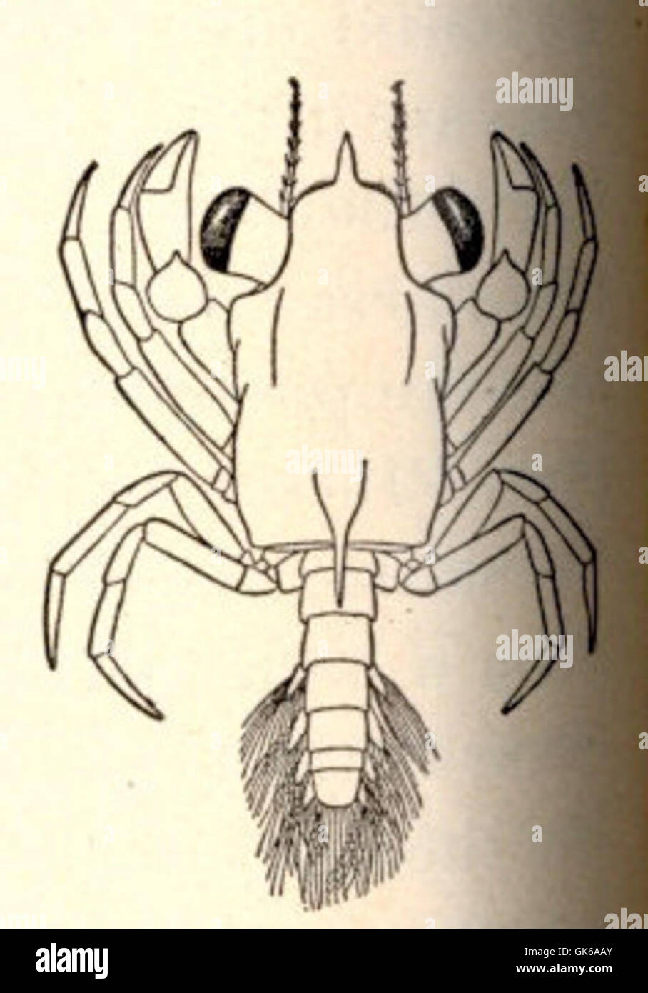 This image shows the Megalops stage of Cancer irroratus, the Atlantic ...