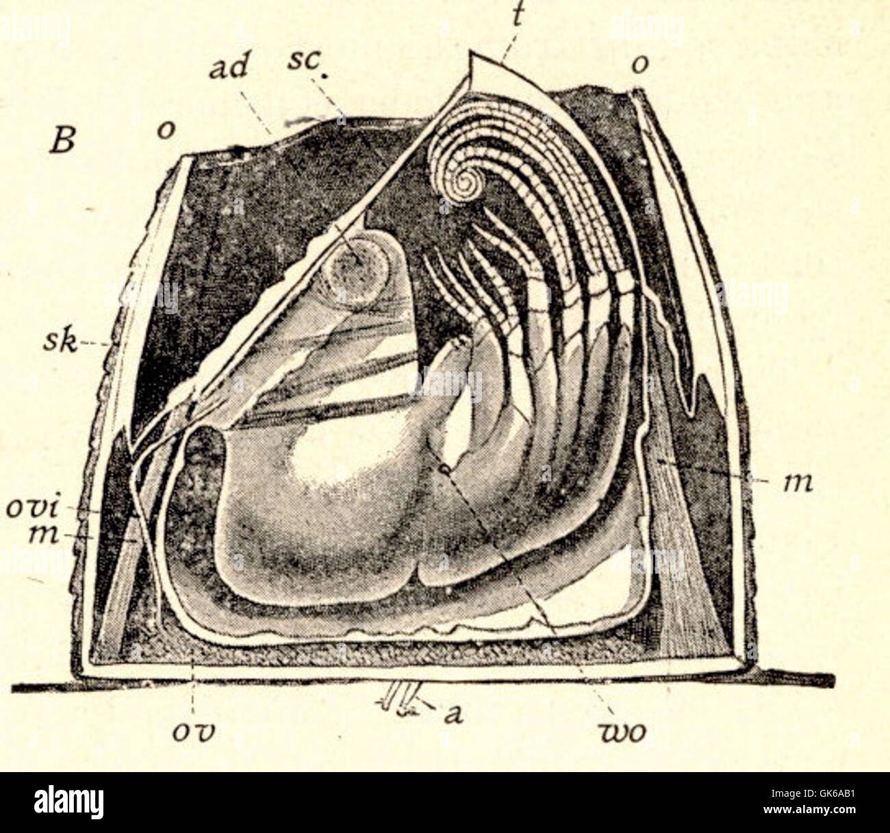 A detailed anatomical study of Balanus B, focusing on key structures ...