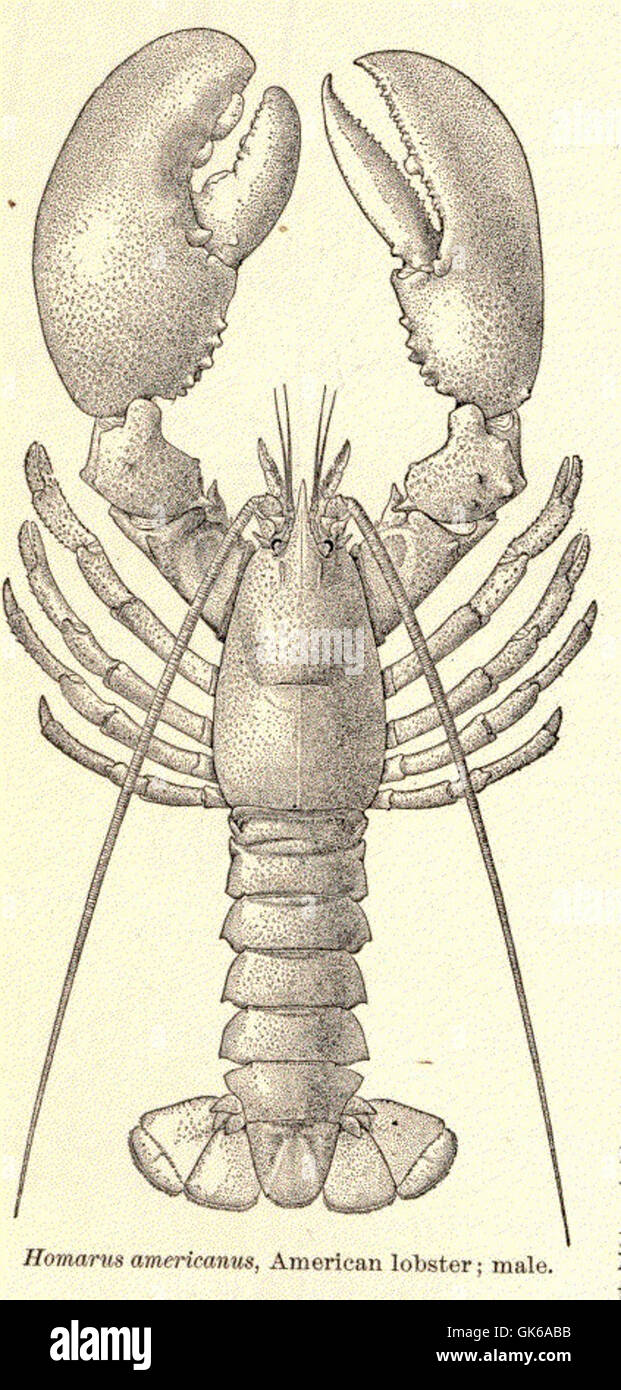 American lobster (homarus americanus) hi-res stock photography and ...
