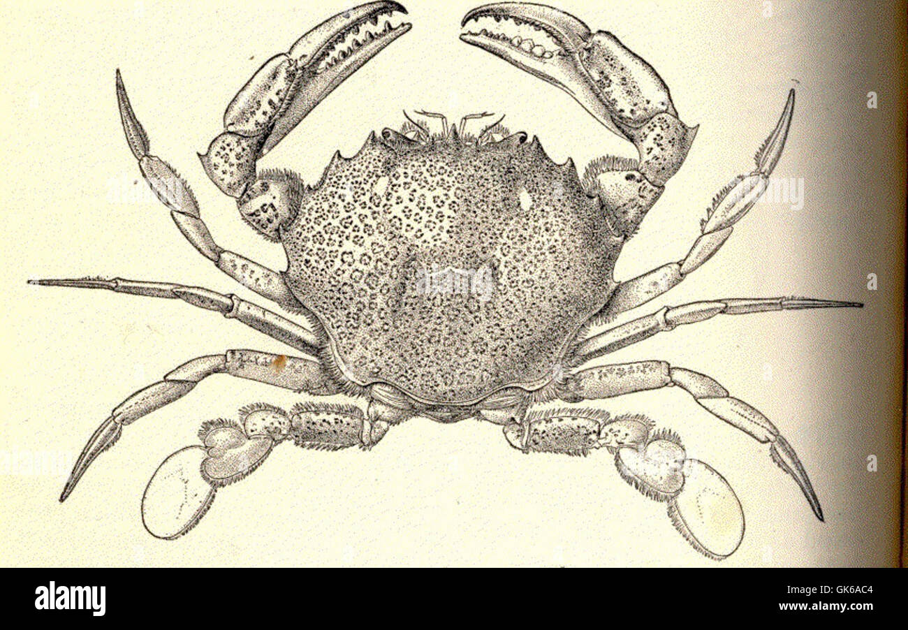 Lady Crab High Resolution Stock Photography and Images - Alamy