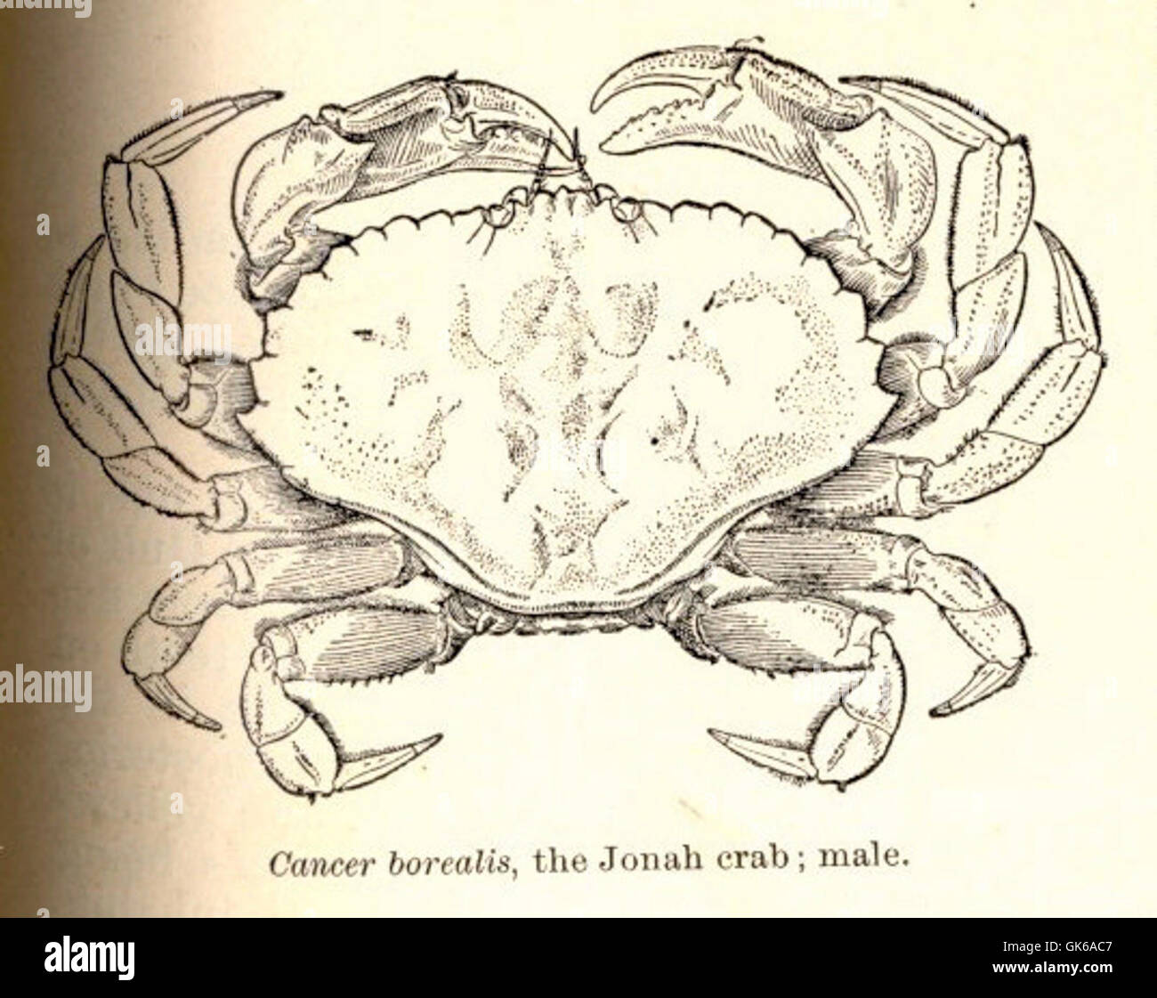 Cancer borealis, commonly known as the Johan crab, is a species of crab ...