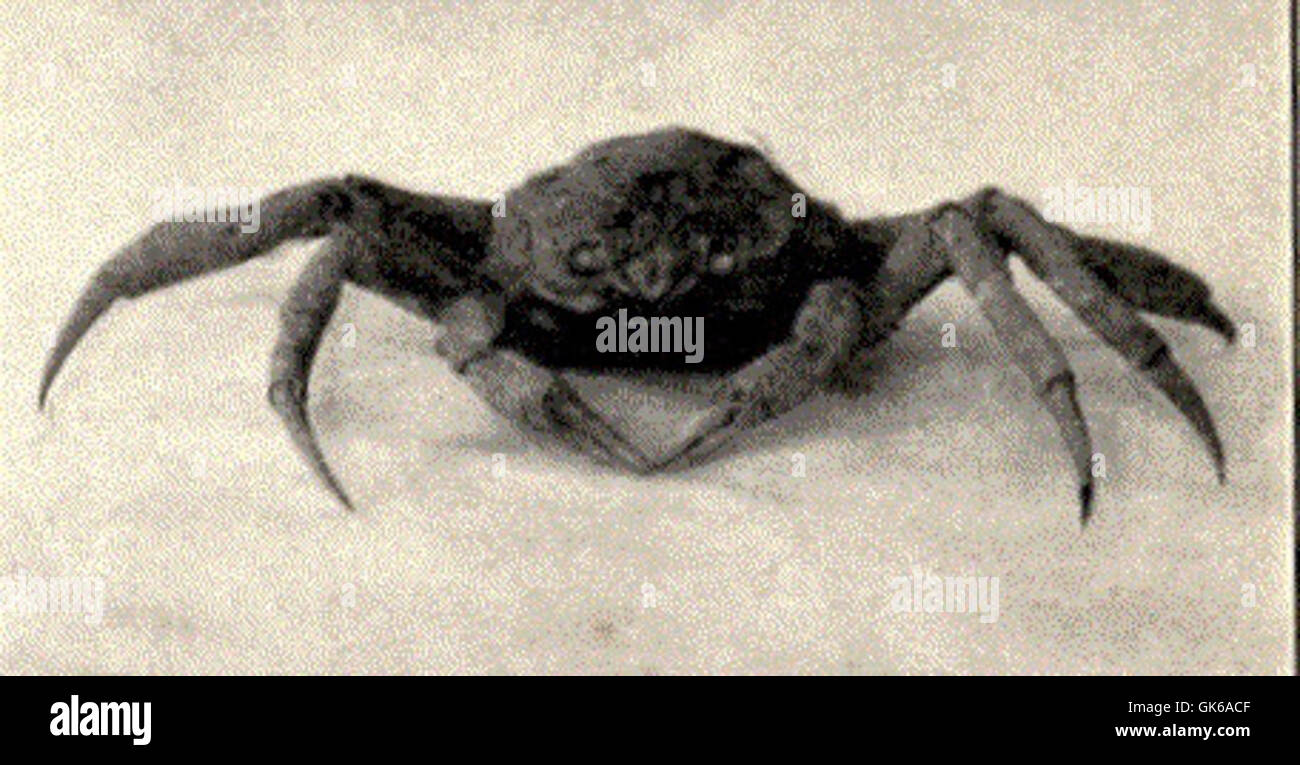 Hyas hi-res stock photography and images - Alamy