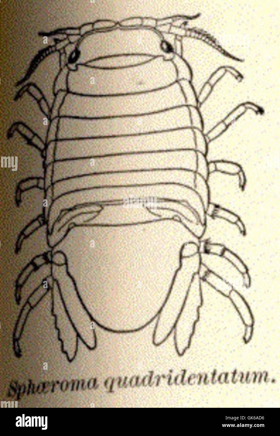 52706 Sphaeroma quadridentatum Stock Photo - Alamy