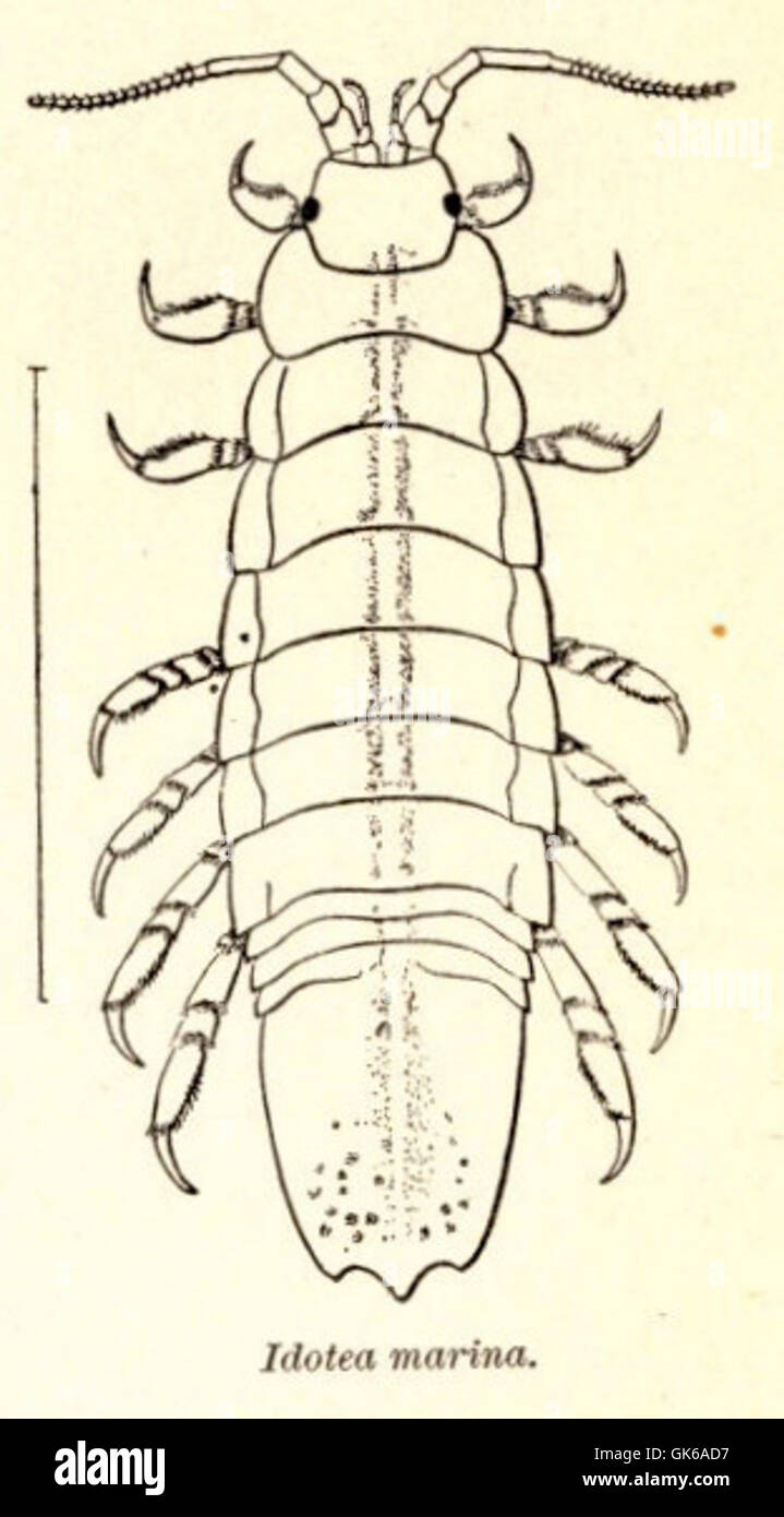 Idotea hi-res stock photography and images - Alamy