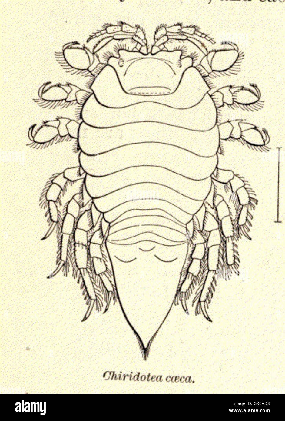 Caeca hi-res stock photography and images - Alamy